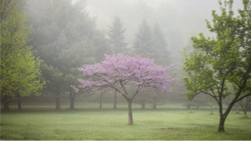 Samsung Art Store | Art For The Frame TV | Samsung US