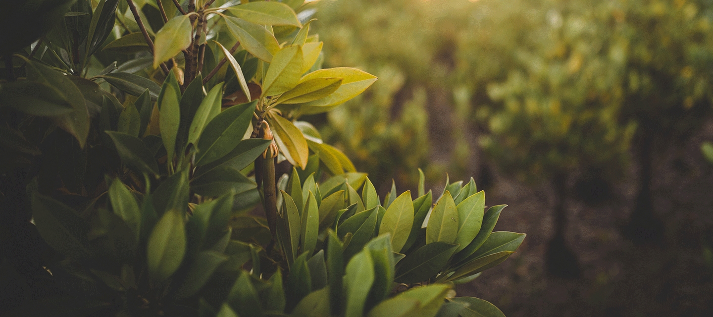 Why Samsung | Samsung Builder